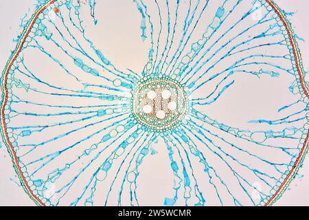 Root of rice (Oriza sativa) showing from outside to inside: rhizodermis ...