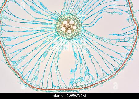 Root of rice (Oriza sativa) showing from outside to inside: cortex ...