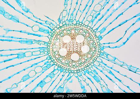 Monocot root cross section showing parenchyma, endodermis, perycicle ...