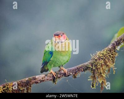 Rose-faced Parrot (Pyrilia pulchra), Aves, Amagusa Preserva, Pacto Aria ...