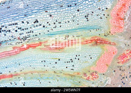 White mulberry stem with spiral xylem (red up) and phloem (red down ...
