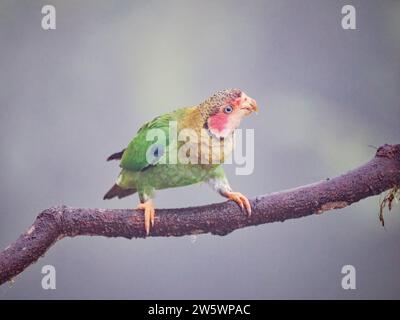Rose Faced Parrot Pyrilia pulchra Ecuador BI038591 Stock Photo - Alamy