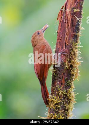 Tyrannine Woodcreeper - eating an insect Dendrocincla tyrannina Ecuador ...