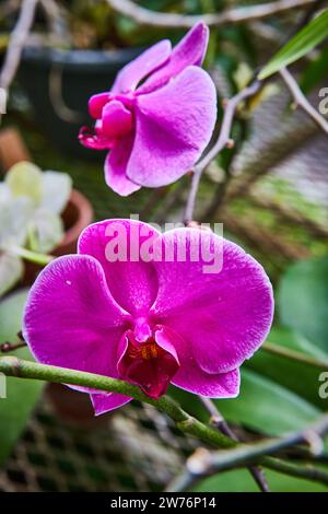 Vibrant yellow orchids and soft pink blossoms arranged in a colorful ...