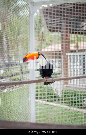 Bird of the Ramphastidae family - Tucano in Brazil Stock Photo - Alamy