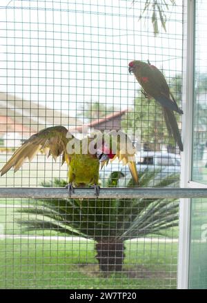 Red spectacled Amazon Amazona pretrei Stock Photo - Alamy