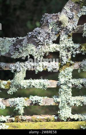 Moss growing on wooden bench in the park Stock Photo - Alamy