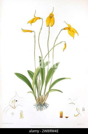 Woolward - The Genus Masdevallia - Masdevallia davisii Stock Photo - Alamy