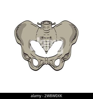 Sacroiliac Joints Linking the Pelvis and Lower Spine Side Cross Section ...