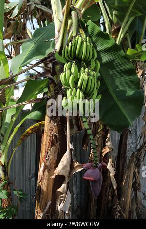 Plantain tree pictured in Freetown, Sierra Leone, Africa Stock Photo ...