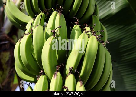 Plantain tree pictured in Freetown, Sierra Leone, Africa Stock Photo ...