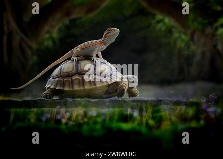 Tortoise giving a ride to the lizard INDONESIA HILARIOUS images of a ...