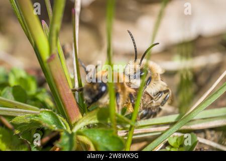 Earth bees females and males on the ground during reproduction and love ...