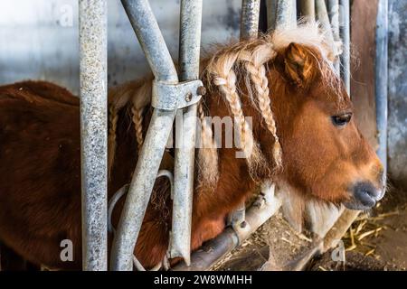 Vacations on the Tuta farm in Kerċem, Gozo, Malta Stock Photo - Alamy