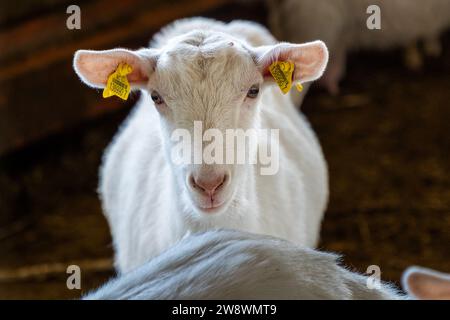 Vacations on the Tuta farm in Kerċem, Gozo, Malta Stock Photo - Alamy