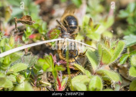 Earth bees females and males on the ground during reproduction and love ...
