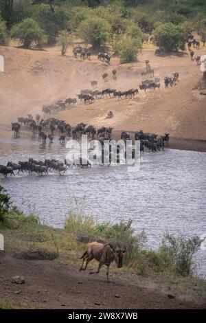 Blue wildebeest cross stream in two lines Stock Photo - Alamy