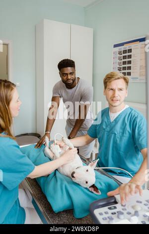 Male animal doctor performing ultrasound on dog while nurses assisting ...