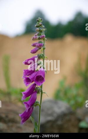 The foxgloves (Digitalis) are a genus of plants in the plantain family ...