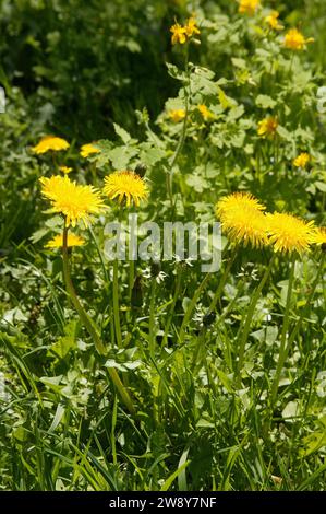 The common dandelion (Taraxacum) is a group of very similar and closely ...