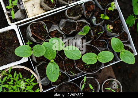 watermelon sprouts that are about a week old. planted in pots in the ...