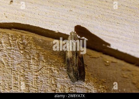 Aphomia sociella Family Pyralidae Genus Aphomia Bee moth wild nature ...