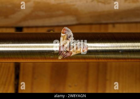 Pyralis farinalis Family Pyralidae Genus Pyralis Meal moth wild nature ...
