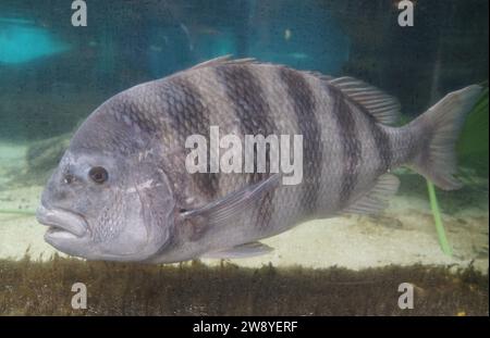 Closeup of a sheepshead swimming inside an aquarium Stock Photo - Alamy