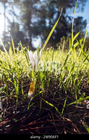 White flowers of wild Crocus aleppicus Barker close-up among green ...