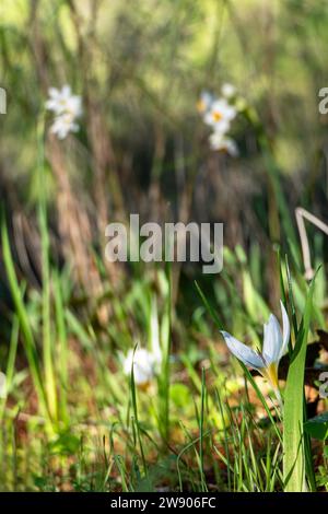 White flowers of wild Crocus aleppicus Barker close-up among green ...