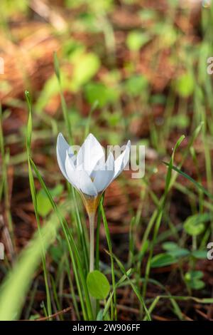 White flowers of wild Crocus aleppicus Barker close-up among green ...