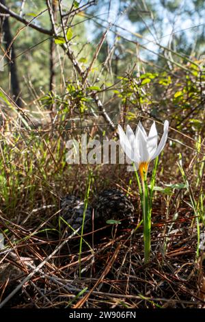 White flowers of wild Crocus aleppicus Barker close-up among green ...