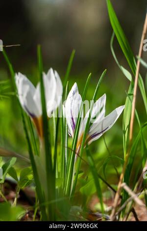 White flowers of wild Crocus aleppicus Barker close-up among green ...