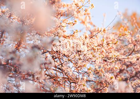 background early spring flowering trees, positive mood antidepression ...
