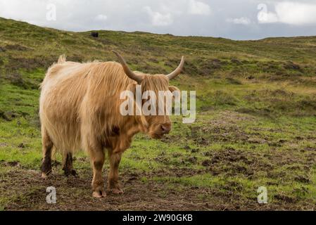 Highlander the typical beef breed originally from Scotland Stock Photo ...