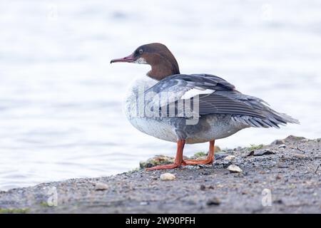 Goosander (Mergus merganser) drake eclipse immature Norfolk December ...