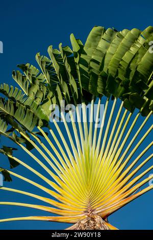 Tropical rainforest, with Traveller's Tree (Ravenala madagascariensis ...