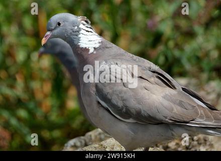 A wood pigeon in an urban environment Stock Photo - Alamy