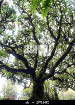 Portugal, Madeira, Ancient laurel tree in fog Stock Photo - Alamy