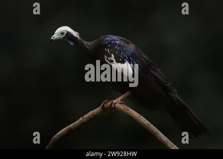 Red-throated Piping Guan (Pipile cujubi Stock Photo - Alamy