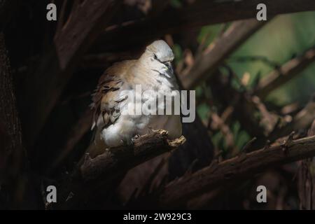 Picui Ground Dove (Columbina picui Stock Photo - Alamy