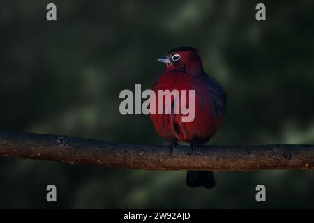 Red Pileated Finch bird (Coryphospingus cucullatus Stock Photo - Alamy