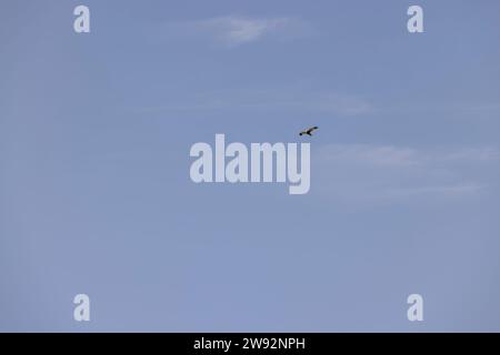 Majestic lone hawk soaring in a vibrant clear blue sky on a sunny day ...