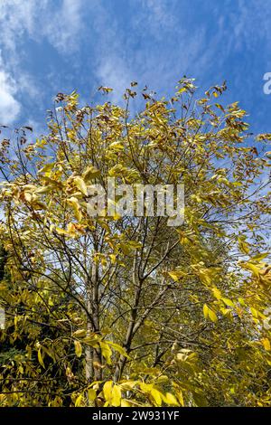 yellowing foliage on ash trees in autumn weather, ash tree during the ...