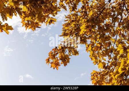 yellowing foliage on maples in autumn weather, maple tree during the autumn season before leaf ...