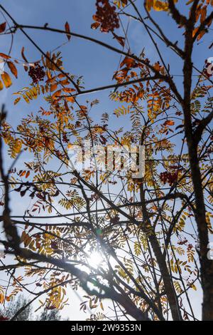 The yellowing foliage of mountain ash in the autumn season, the foliage ...