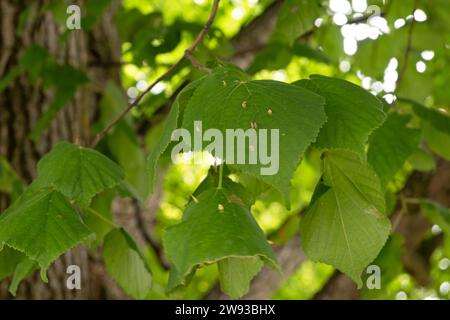 Spindle galls on Linden leaves (Tilia cordata) caused by Eriophyid ...