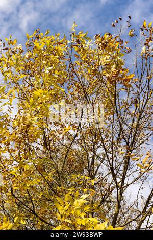 yellowing foliage on ash trees in autumn weather, ash tree during the ...