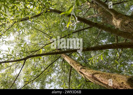 beautiful silver willow tree foliage with green foliage, beautiful ...