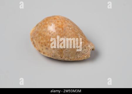 Erosaria spurca shell from the wreck of the Dutch East India ship Witte ...